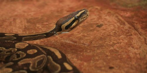 Le python birman au secours du cœur des Hommes - Terrafemina