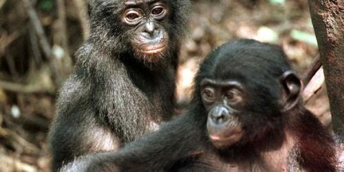 Le singe Lucy savait monter dans les arbres - Terrafemina