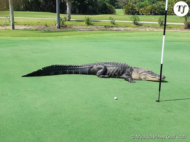 Sans pression, un alligator géant traverse un green de golf en Floride ...