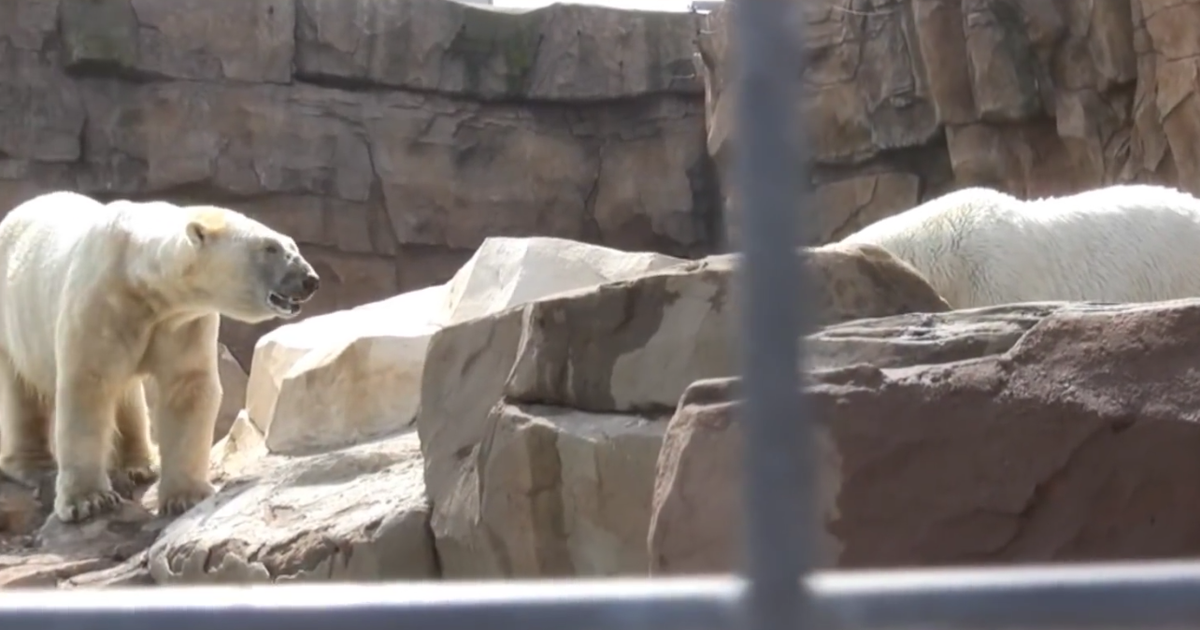 L'ours polaire en captivité à Marineland au coeur de la polémique ...