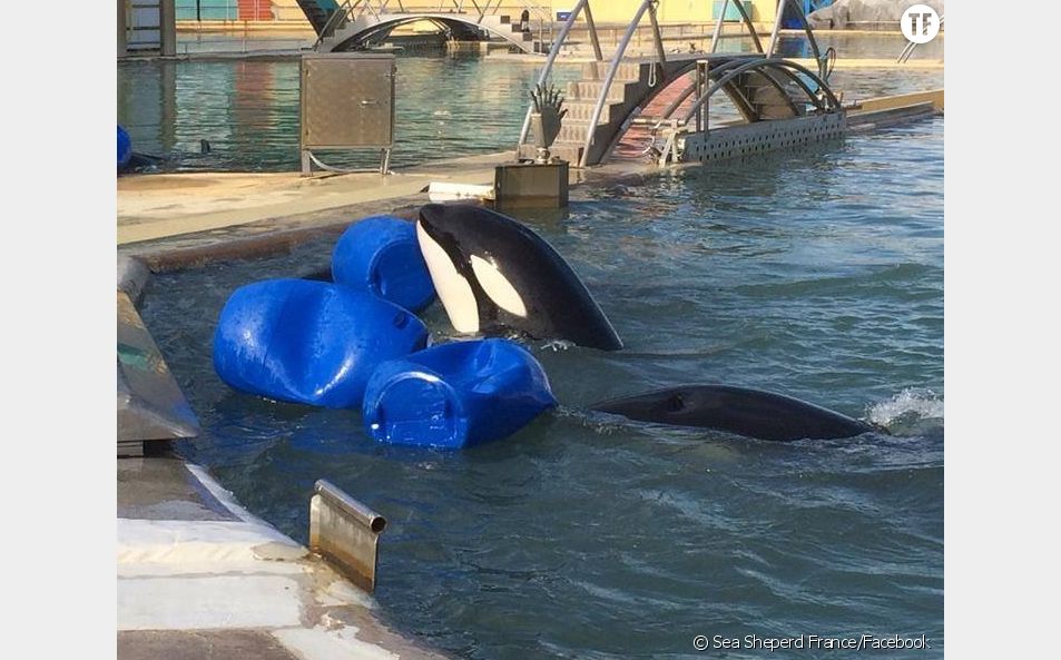 Mort d'une orque à Marineland : "Si on ne fait rien, ils vont tous ...