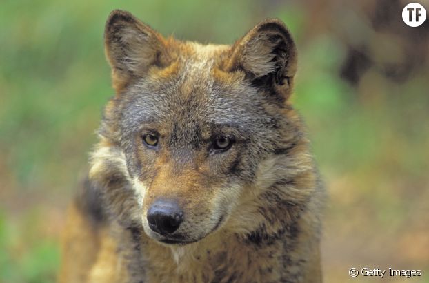 7 animaux extraordinaires qui sont menacés d'extinction imminente ...