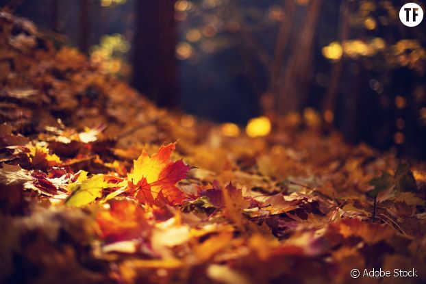 Automne : pourquoi cette saison fascine-t-elle autant ? - Terrafemina