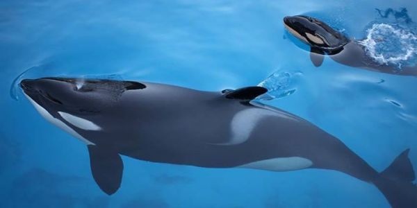 Marineland : naissance d'un bébé orque, le buzz mignon du jour ...