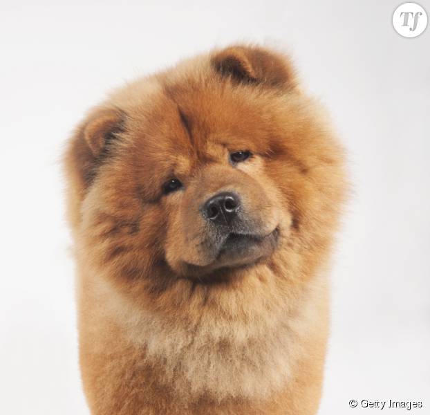 so cute! | Chow chow dogs, Boo the dog, Chow chow puppy